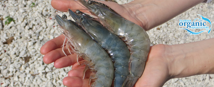 Florida Organic Aquaculture